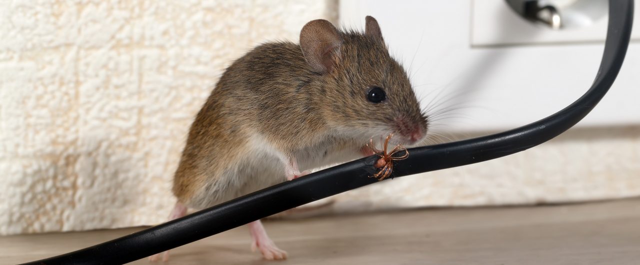 Mouse Removal Ottawa - Get 'Em Out Wildlife Control Inc.