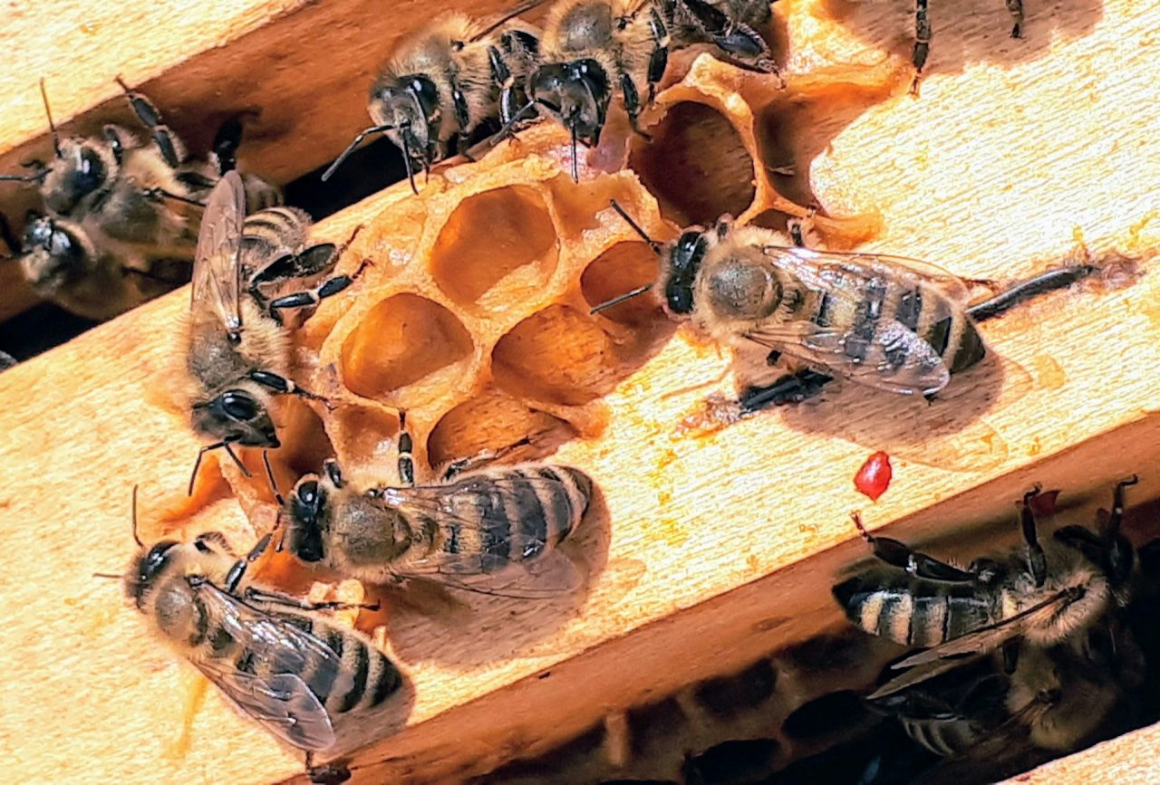 Tips for Recognizing Bees - Get 'Em Out Wildlife Control Inc