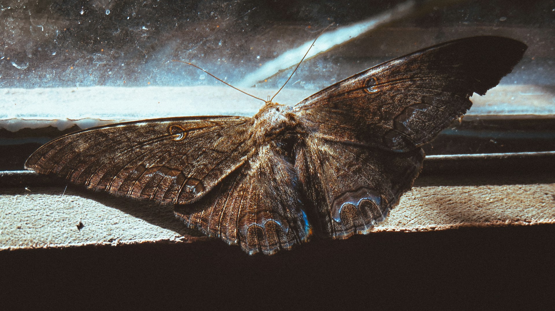 How to Identify Moths - Get 'Em Out Wildlife Control Inc.