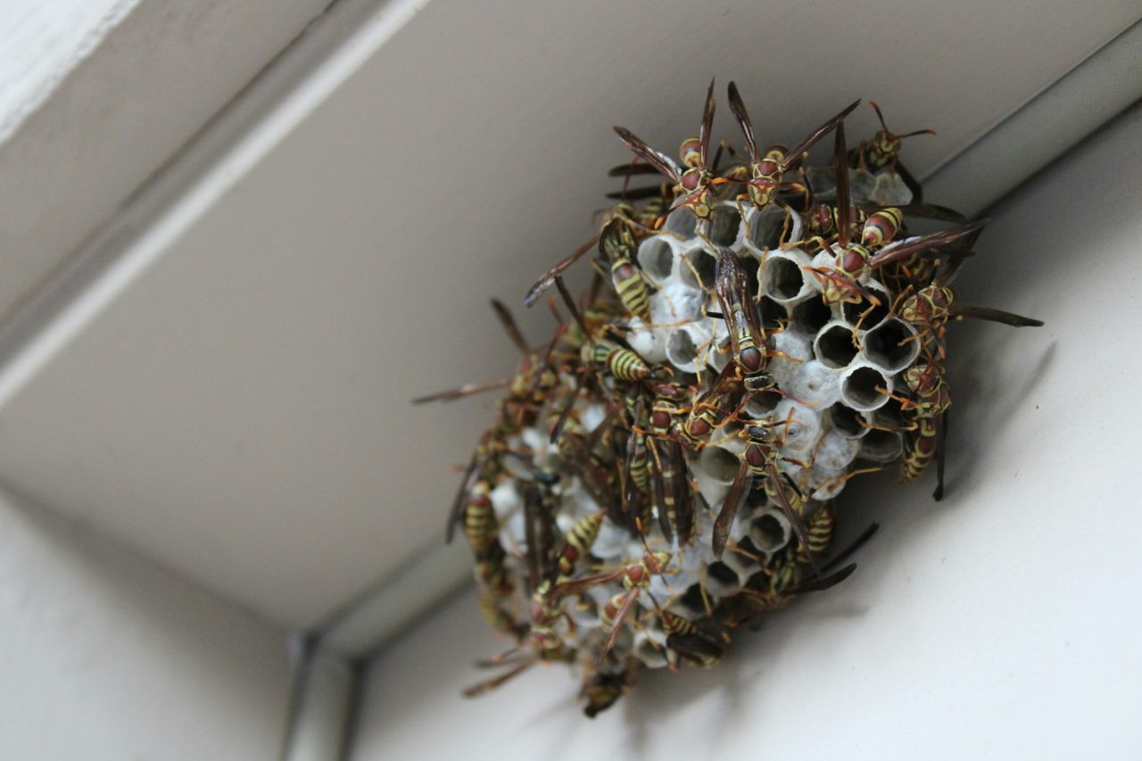 How to Spot Wasps - Get 'Em Out Wildlife Control Inc.