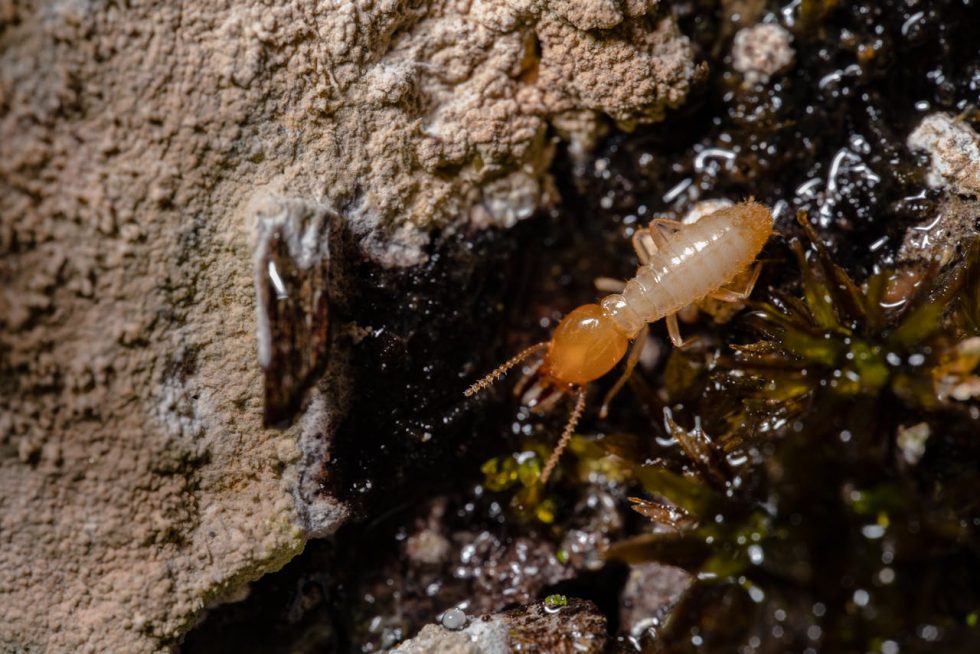 Are There Termites in Canada? - Get 'Em Out Wildlife Control